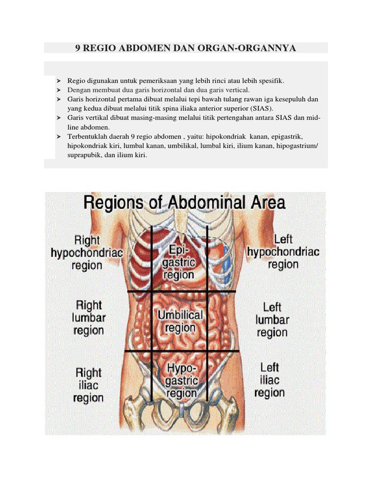9 Regio Abdomen dan Organ-Organ Utama | PDF