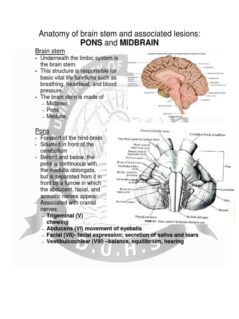 Pons and Midbrain | PDF | Brainstem | Cerebellum