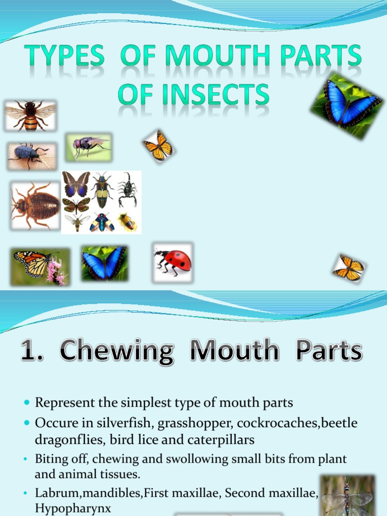 Types of Mouthparts of Insect | PDF | Insects | Hexapoda