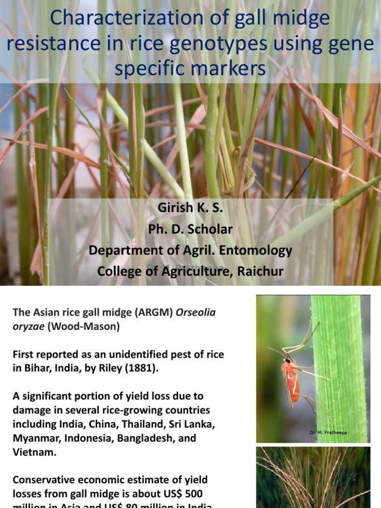 Gall Midge Resistance in Rice Genotypes | Genetic Linkage | Gene