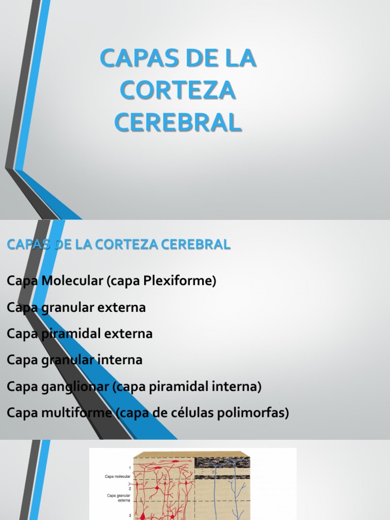 Capas de La Corteza Cerebral | PDF
