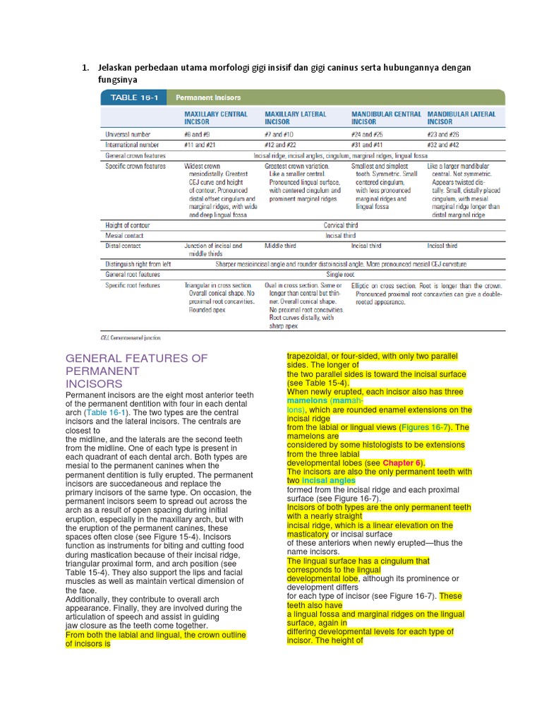 Jelaskan Perbedaan Utama Morfologi Gigi Insisif Dan Gigi Caninus Serta ...