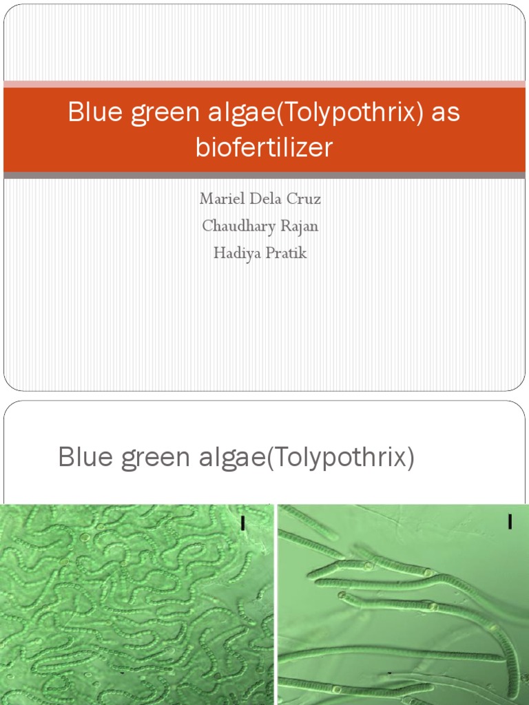 Blue Green Algae (Tolypothrix) As Biofertilizer | PDF | Cyanobacteria ...