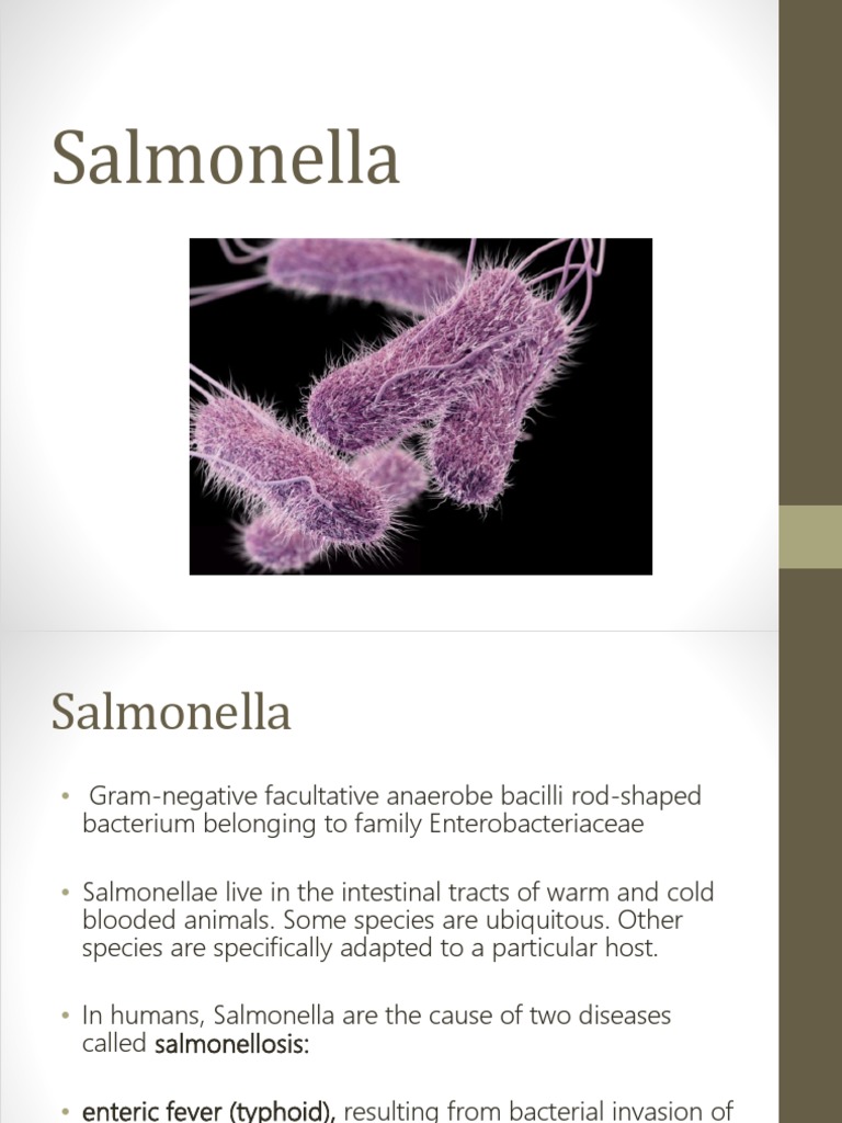 Salmonella | PDF | Salmonella | Epidemiology