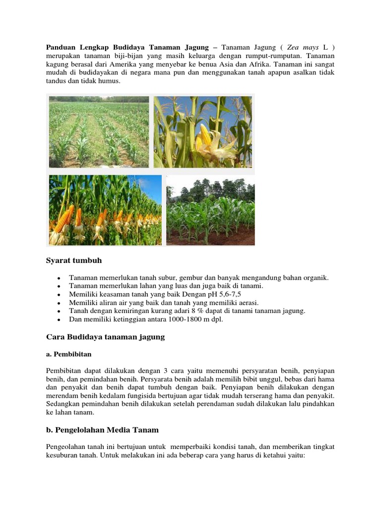 Panduan Lengkap Budidaya Tanaman Jagung | PDF