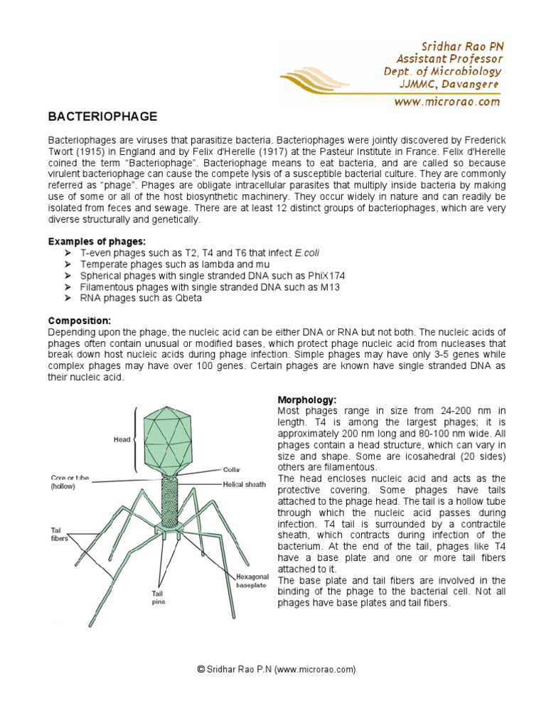 Bacteriophage | PDF | Bacteriophage | Biotechnology