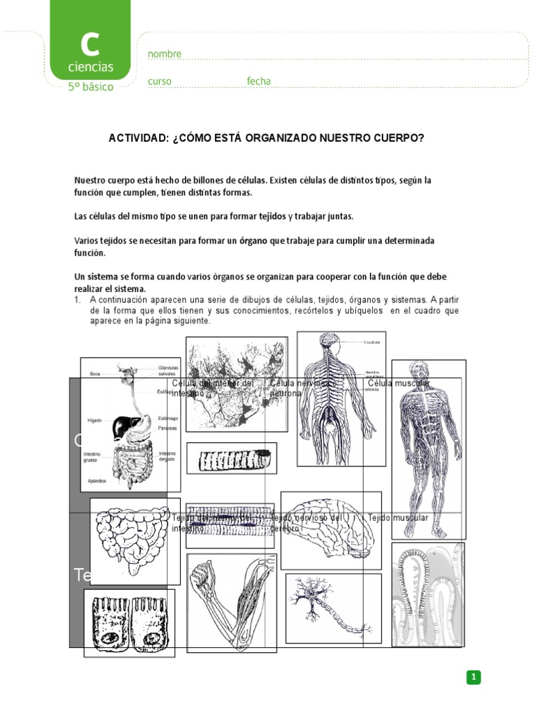 Ciencias 5° Básico Célula, Tejidos, Organos y Sistemas. | PDF ...