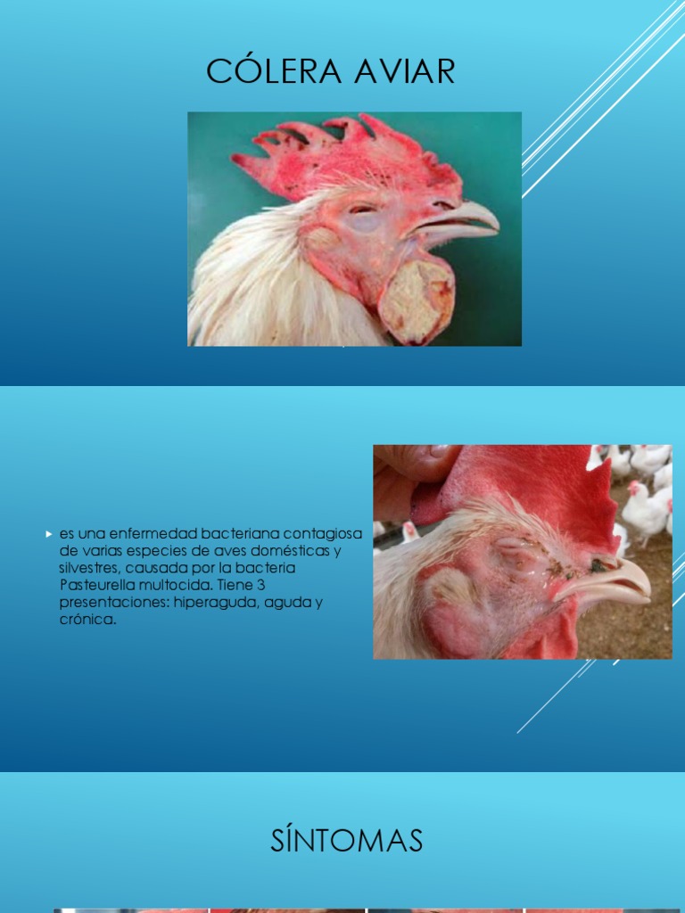 Cólera Aviar Exposicion | PDF