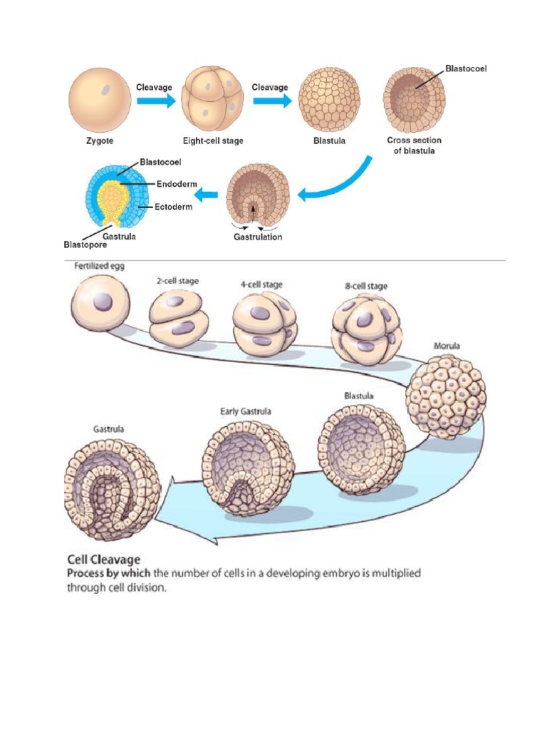 Embrionalni Razvoj | PDF