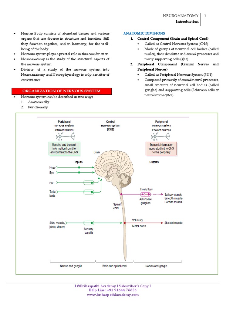 Organization of Nervous System: Anatomic Divisions | PDF | Nervous ...