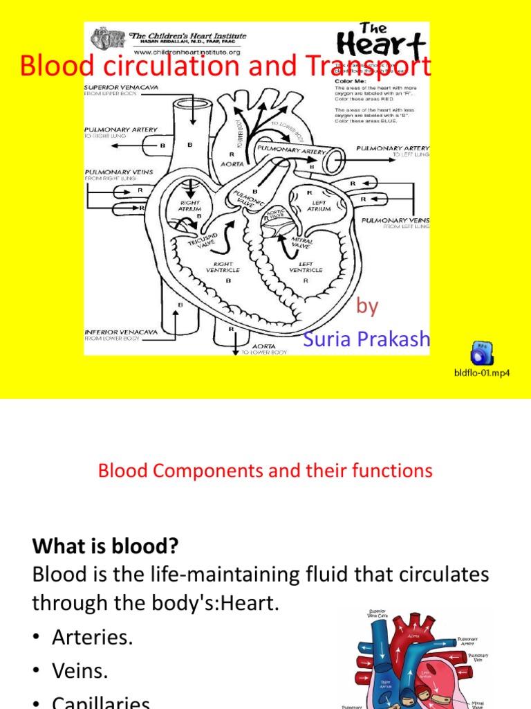 Blood Circulation and Transport | PDF | Blood Type | Blood