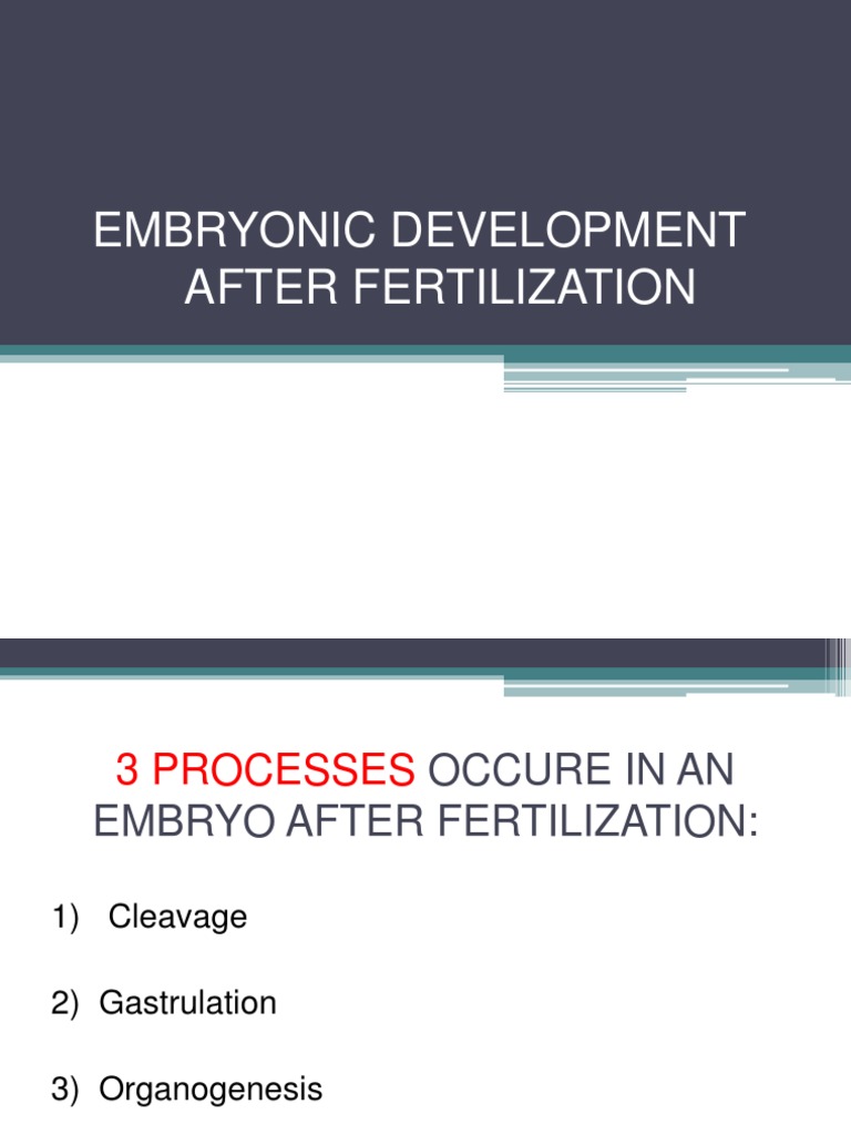 Embryonic Development After Fertilization | PDF | Embryo ...