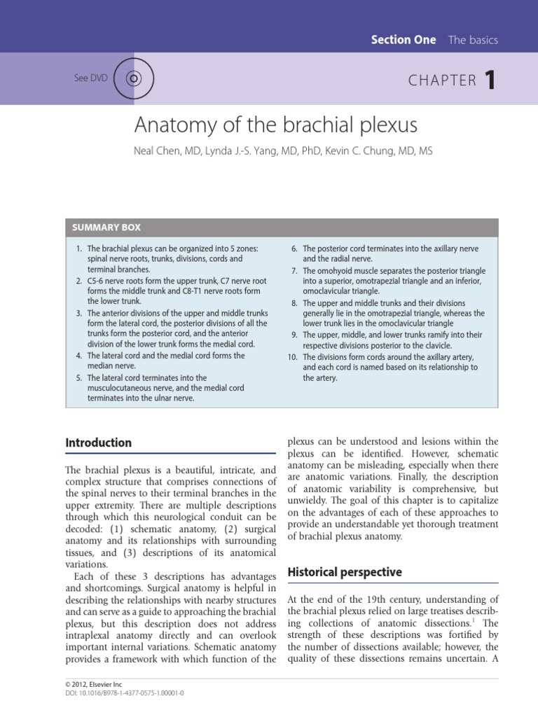 Anatomia Plexului Brahial | PDF | Arm | Vertebra