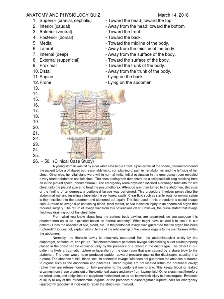 Anatomy Quiz 31418 | PDF | Anatomical Terms Of Location | Peritoneum