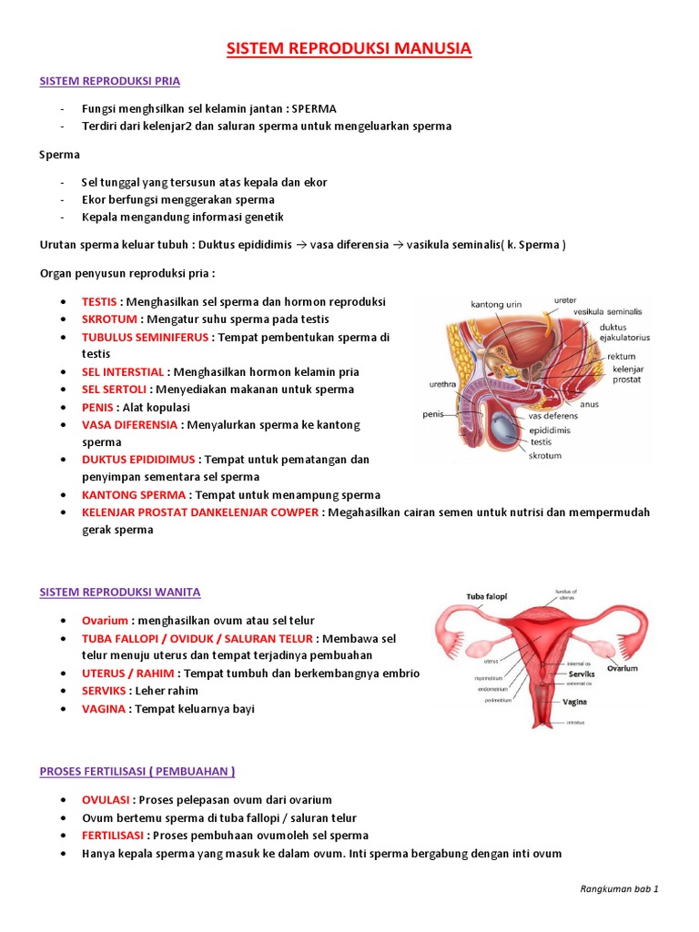 Sistem Reproduksi Manusia | PDF