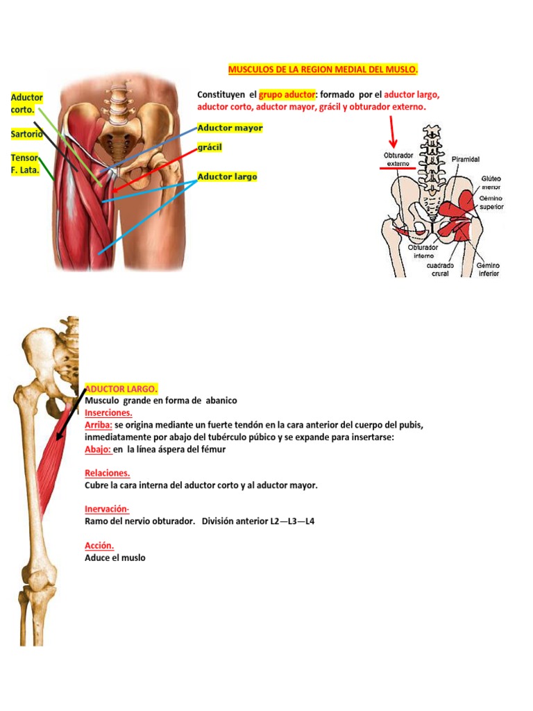 Musculos de La Region Medial y Posterior Del Muslo | PDF | Tejido suave ...