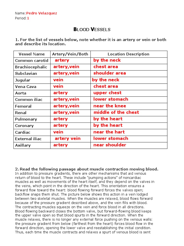 Pedro Velazquez - Blood Vessels Worksheet | PDF | Vein | Artery