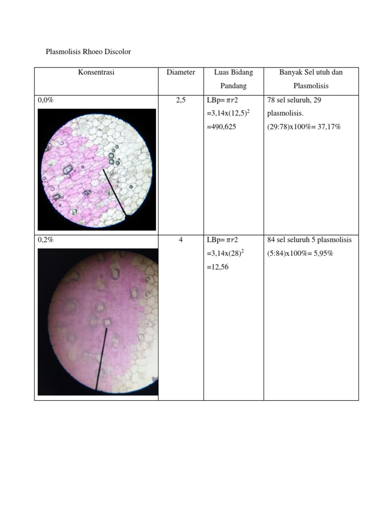 Plasmolisis Sel Daun Rhoeo Discolor | PDF | Sains & Matematika