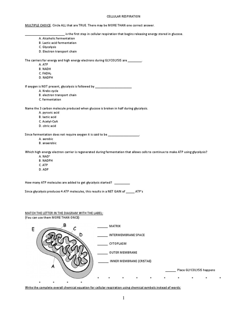 Cellular Respiration Review Worksheet | PDF | Cellular Respiration ...