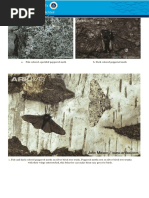 Peppered Moths Natural Selection Game | PDF