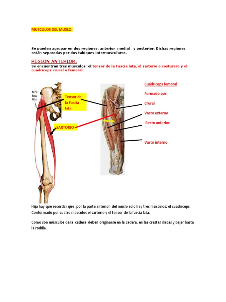 Músculos del muslo: Cuádriceps y Sartorio | PDF | Extremidades ...