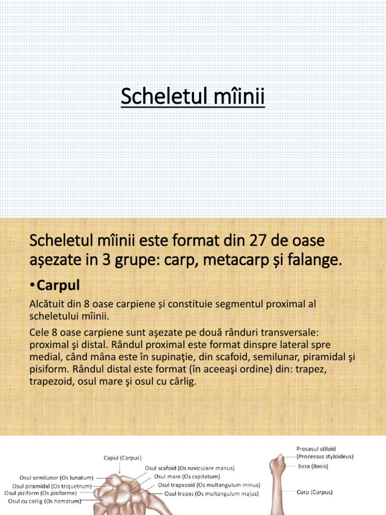 Scheletul Mainii: Prezentare Anatomie | PDF