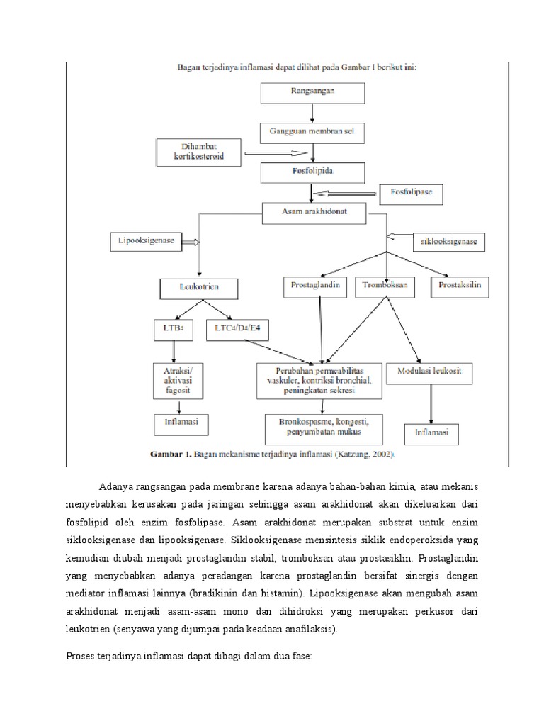 Membahas Proses Terjadinya Inflamasi | PDF