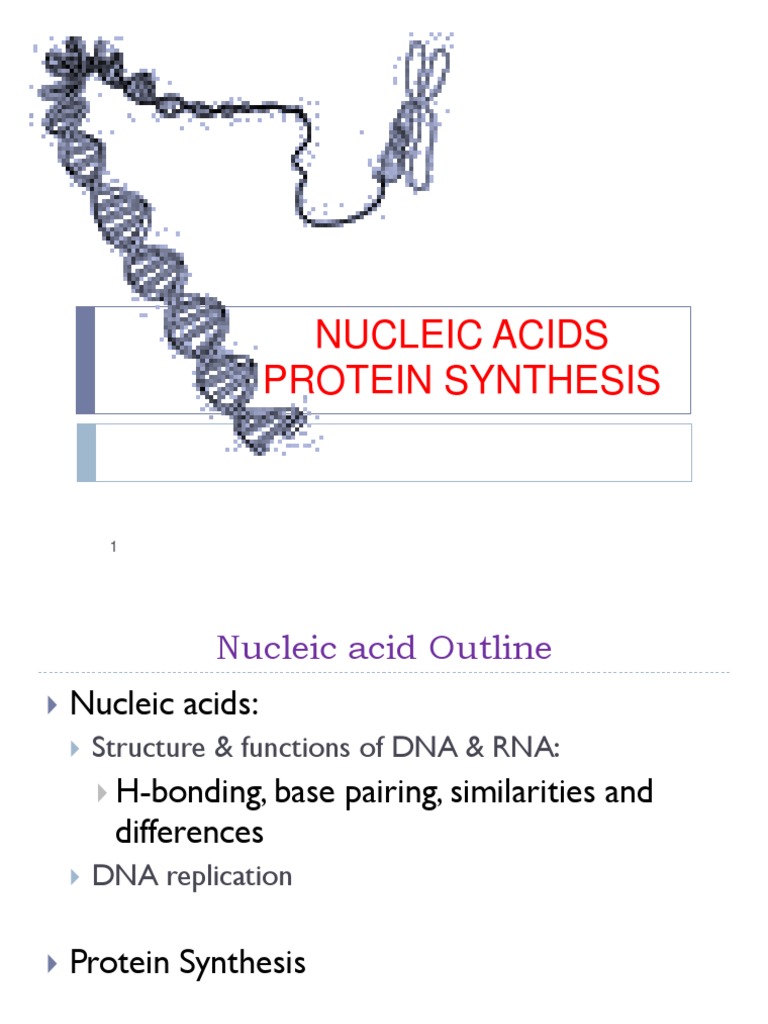 DNA & RNA Structure and Protein Synthesis | PDF | Translation (Biology ...