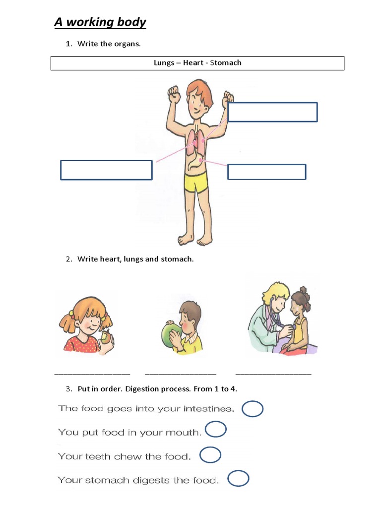 A Working Body: 1. Write The Organs. Lungs - Heart - Stomach | PDF