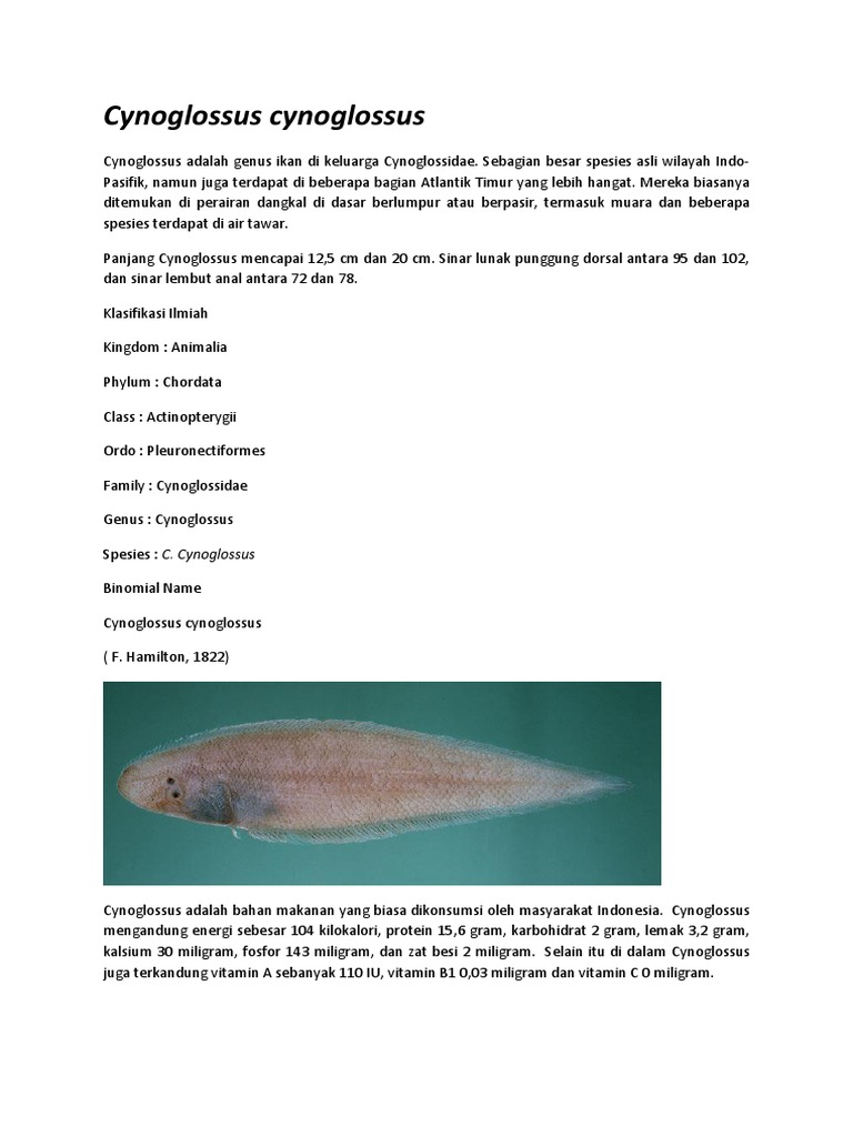 Bengal Tonguesole (Cynoglossus cynoglossus): A Common Food Fish in ...