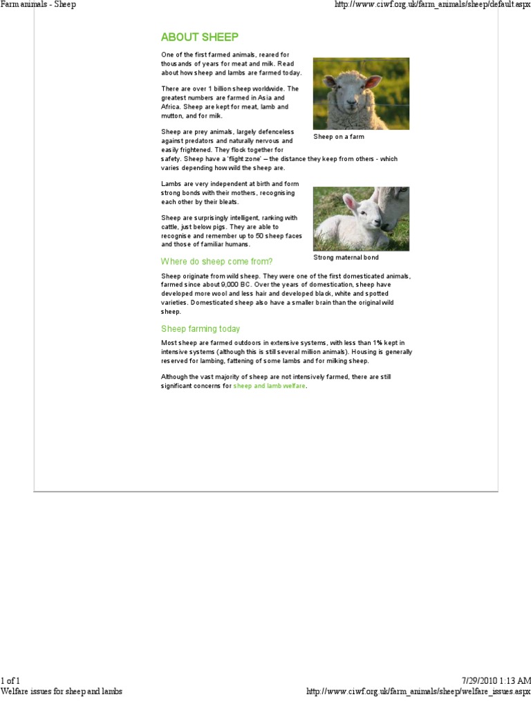 About Sheep: W Here Do Sheep Come From? | PDF | Veal | Dairy Cattle