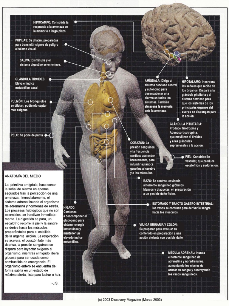Anatomy of Fear | PDF