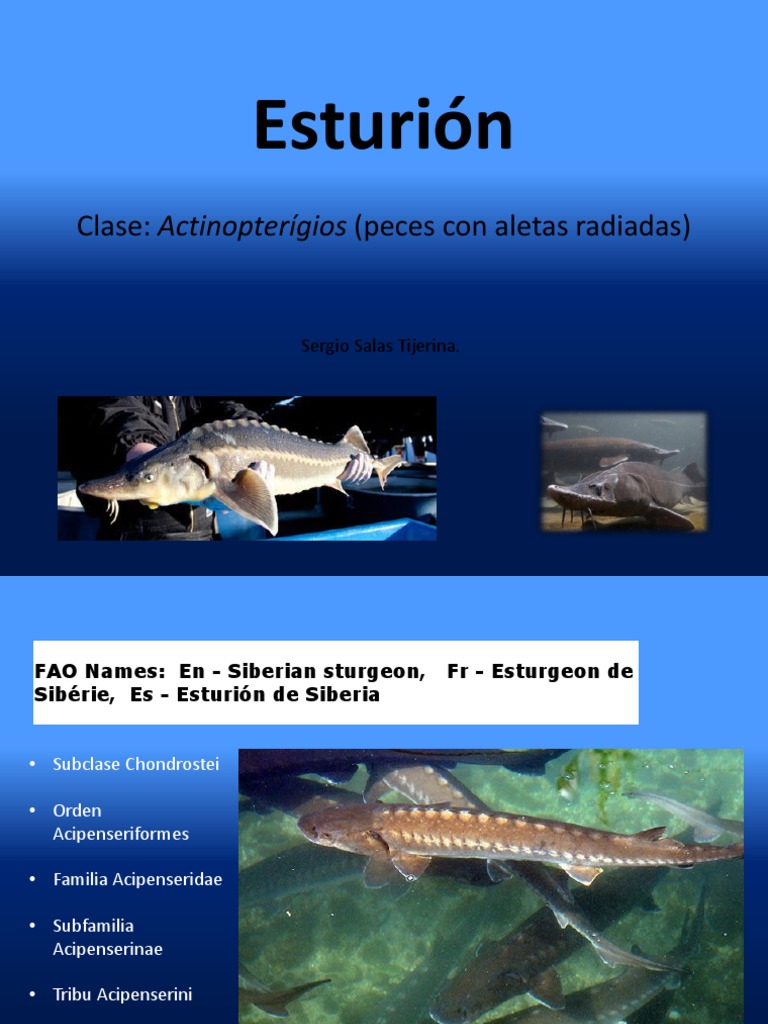 Esturión | PDF | Pescado | Agua