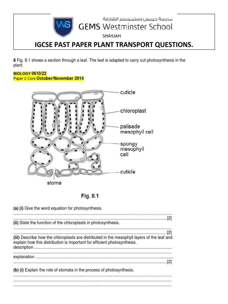 [20048]Igcse Past Paper Plant Transport Questions | Stoma | Leaf