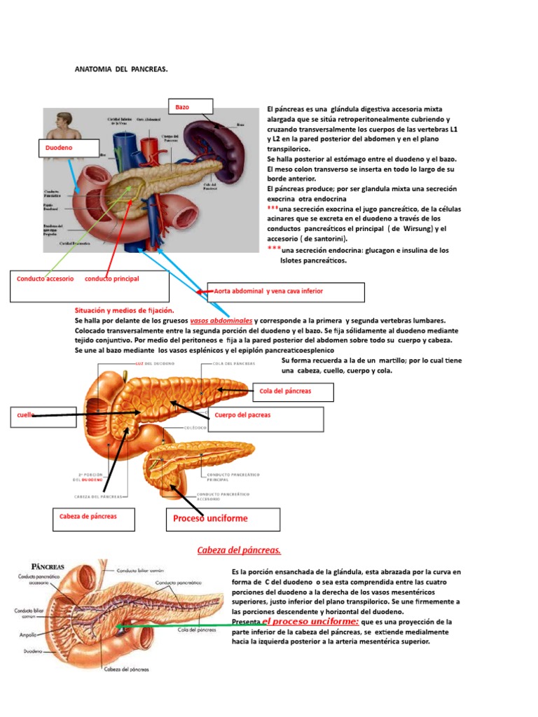 ANATOMIA DEL PANCREAS.doc | Páncreas | Abdomen