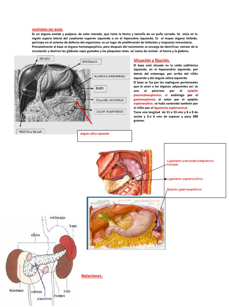 Anatomia Del Bazo | PDF | Anatomia animal | Anatomía