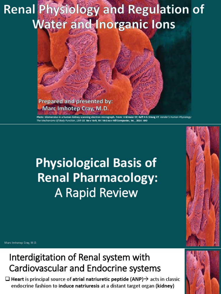 Renal Physiology and Regulation of Water and Inorganic Ions | PDF ...