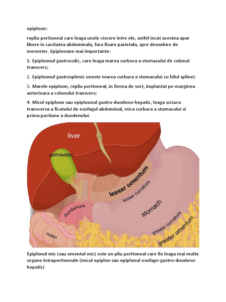 Epiploon | PDF