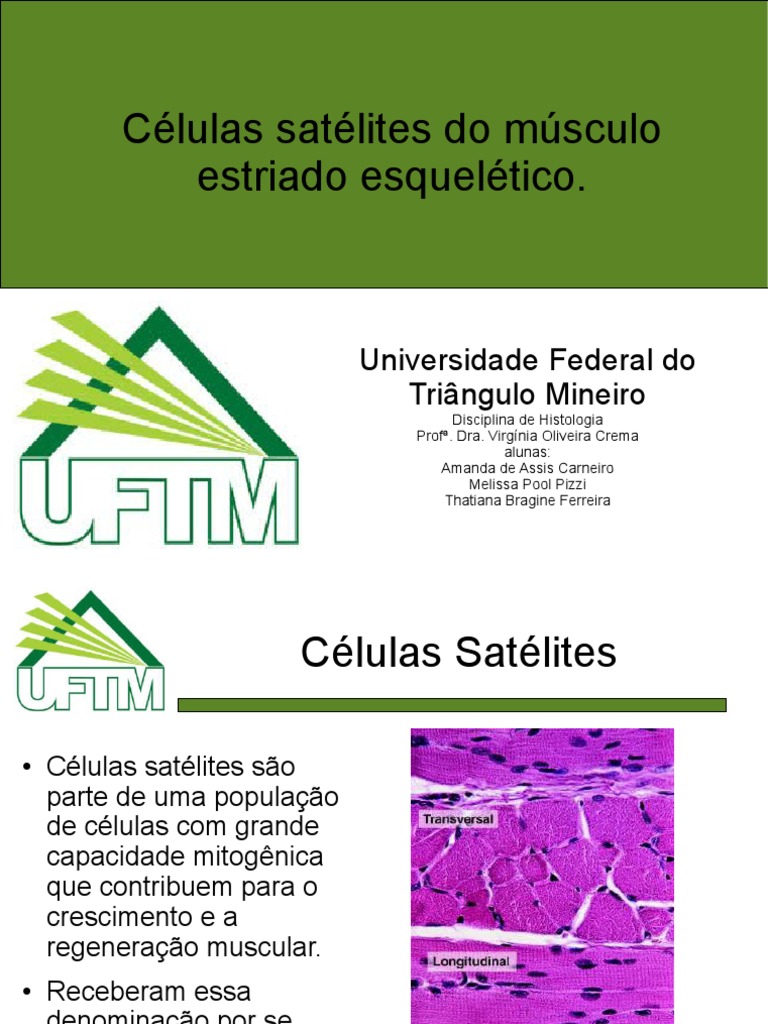 Cel Satélites | PDF | Distrofia muscular | Regeneração (Biologia)