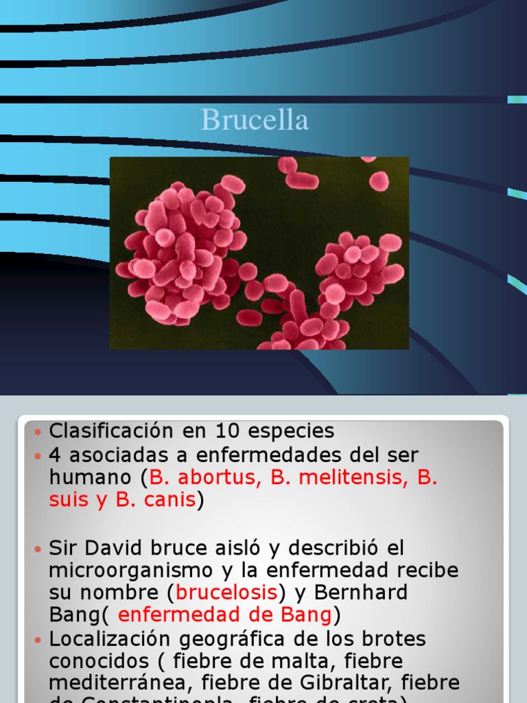 Brucella | PDF | Medicina | Medicina CLINICA