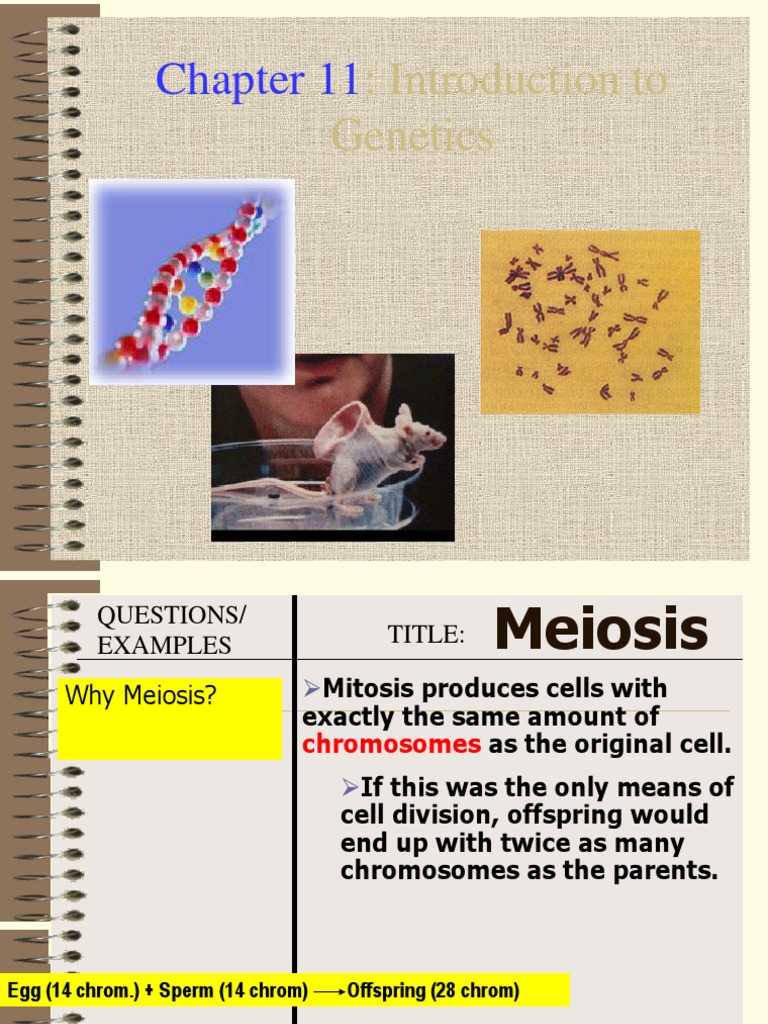 Meiosis and Genetics Combined Powerpoints | Download Free PDF | Meiosis ...