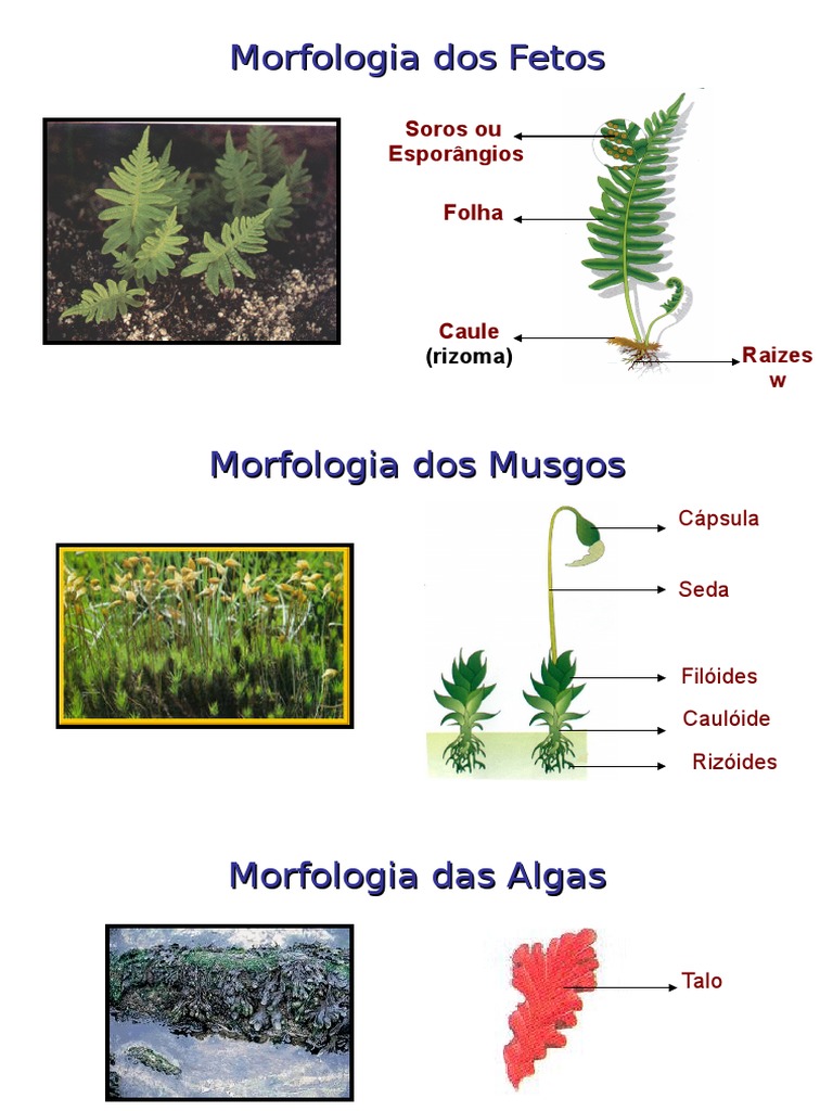 Morfologia Das Plantas Sem Flor
