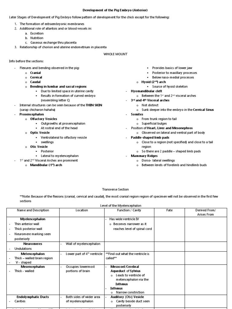 Pig Embryo Development Stages | PDF | Heart | Aorta