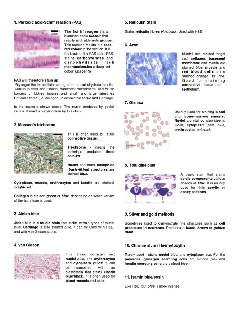 Histology Stains | PDF | Staining | Cell Biology