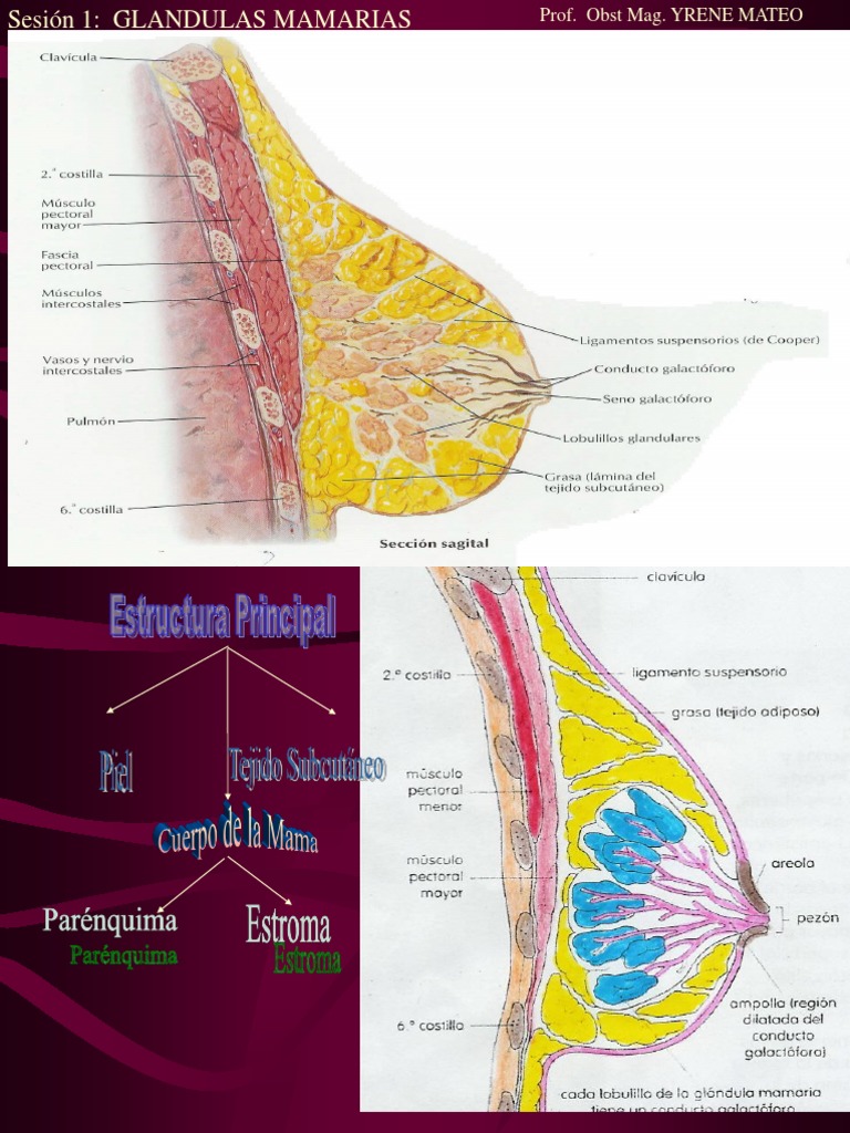 Desarrollo De Glándulas Mamarias Pdf Abdomen Sistema