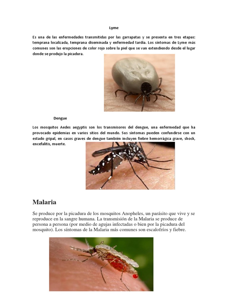 Enfermedades Causadas Por Insectos | Malaria | Medicina Veterinaria