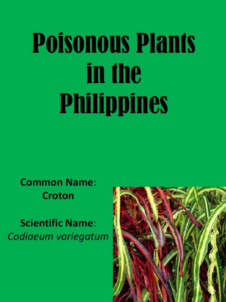 Poisonous Plants | PDF | Plants | Horticulture And Gardening