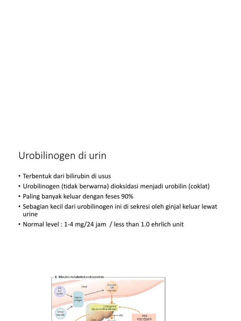 Urobilinogen dalam Urin: Level Normal dan Proses | PDF