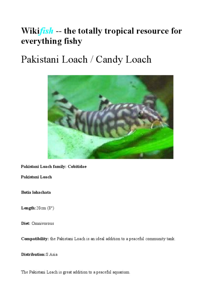 Pakistani Loach | PDF | Social Science | Home & Garden