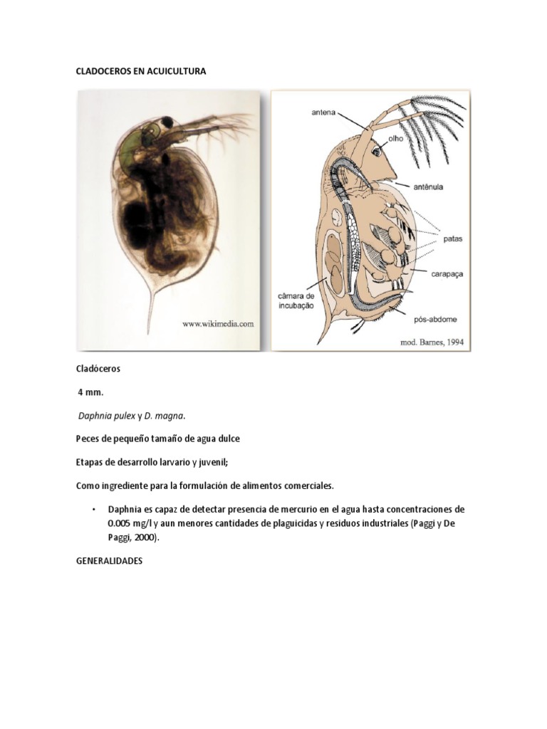 Cladoceros en Acuicultura | PDF | Acuicultura | Alimentos